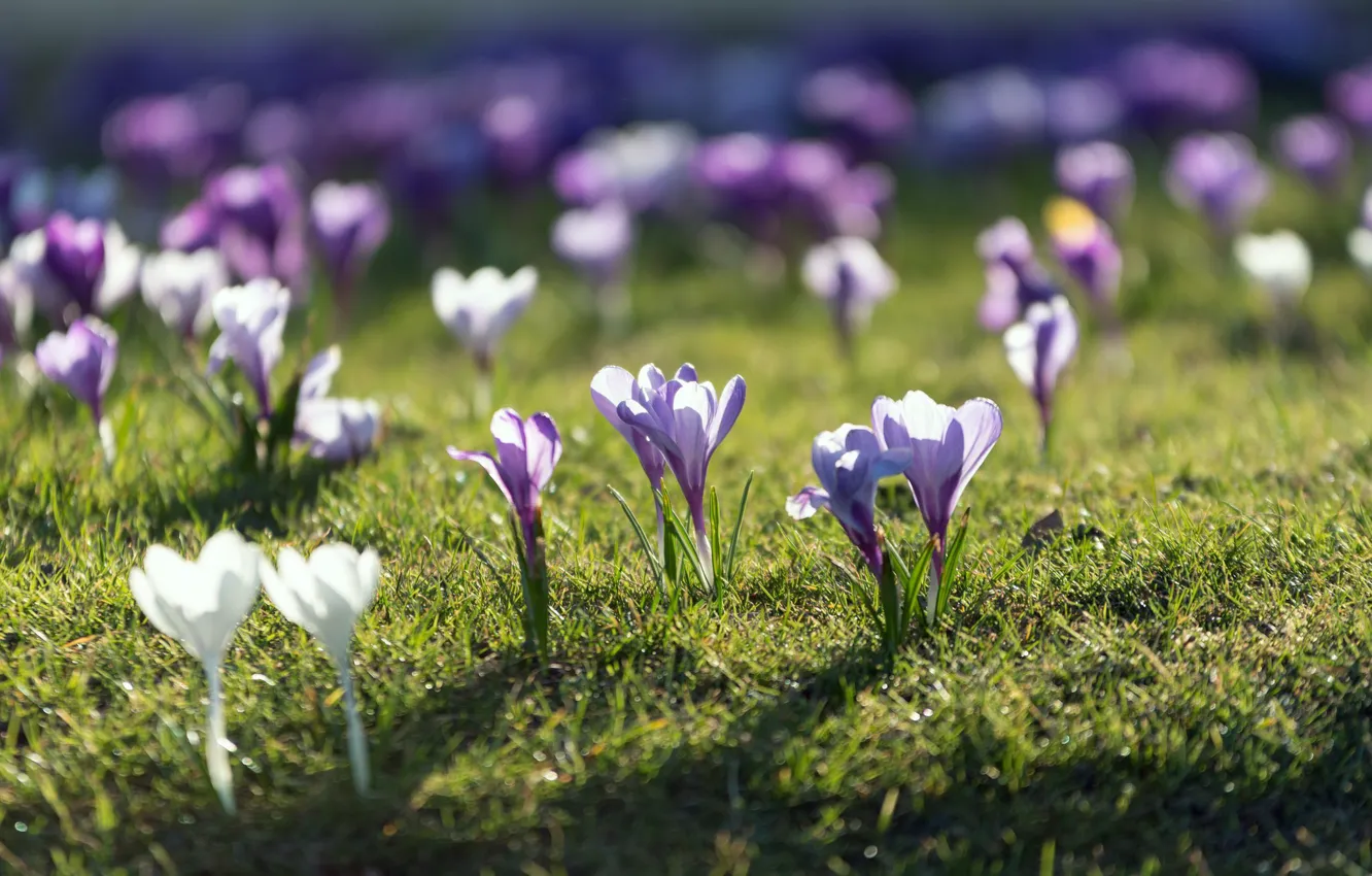 Wallpaper flowers, Nature, spring, crocuses, weed, flowering for mobile ...