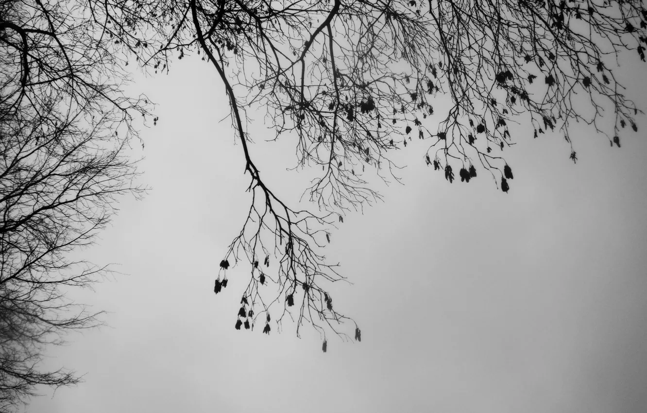 Wallpaper winter, the sky, trees, branch, weather for mobile and ...