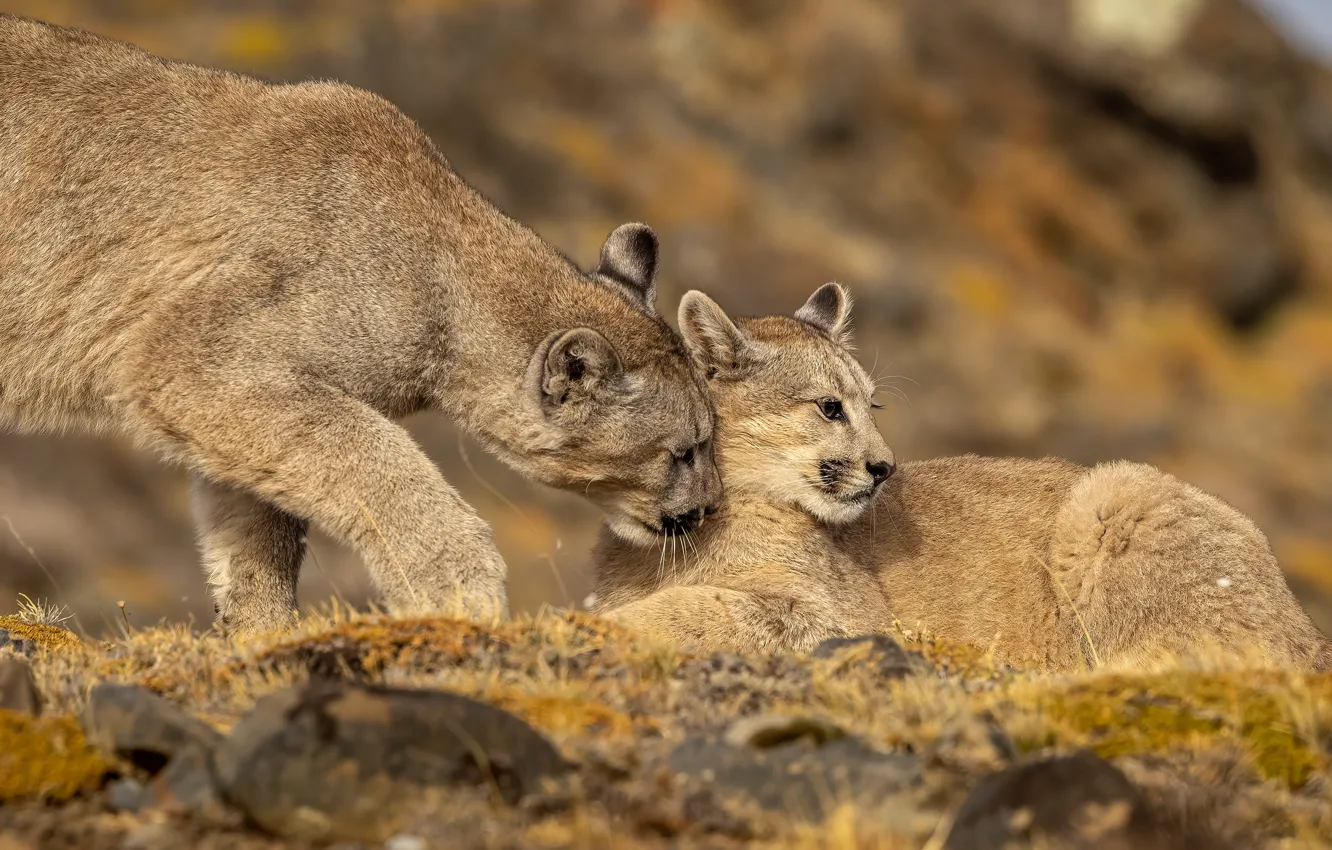 Wallpaper stones, kitty, lies, weasel, Puma, cub, poses, mother for ...