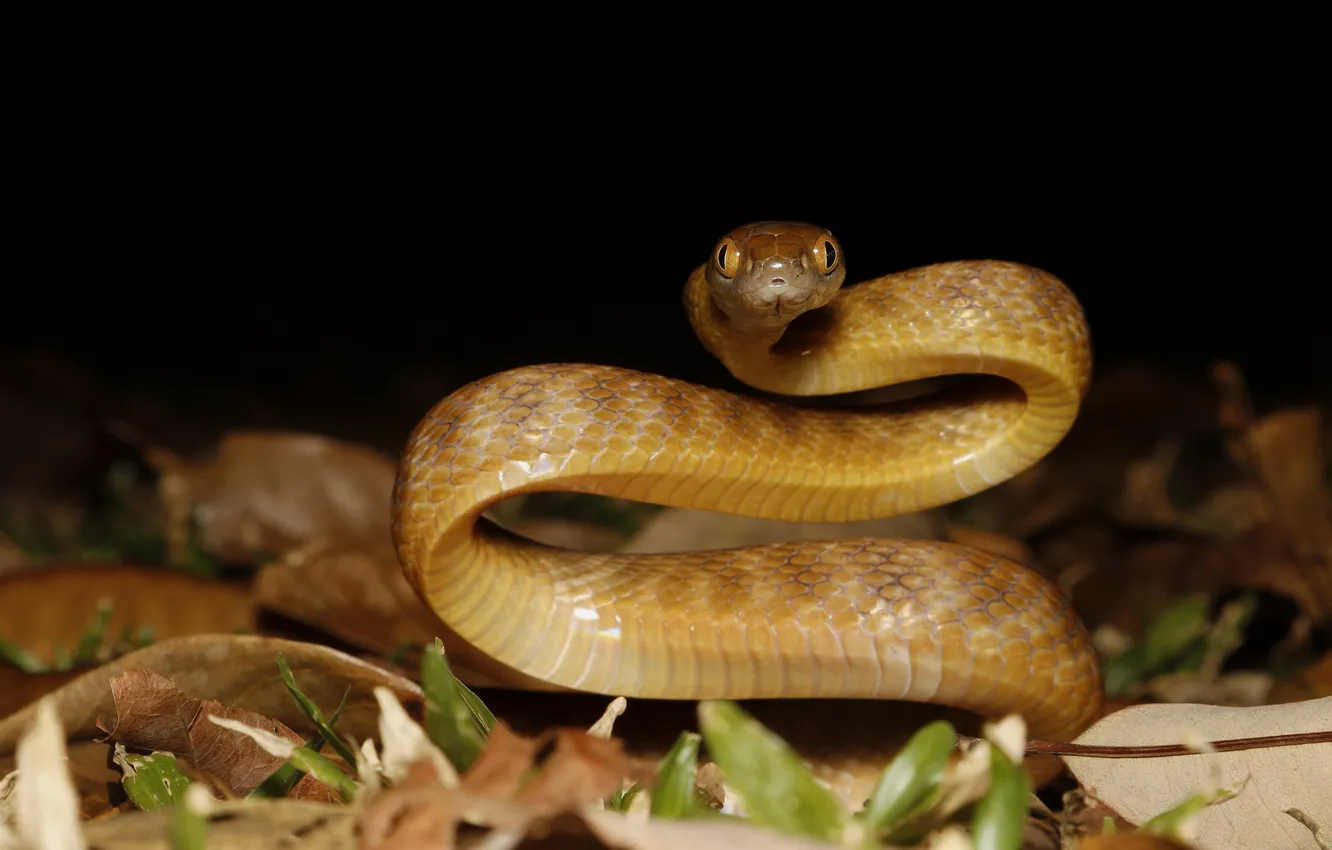 Wallpaper leaves, pose, snake, black background, yellow, reptile for ...
