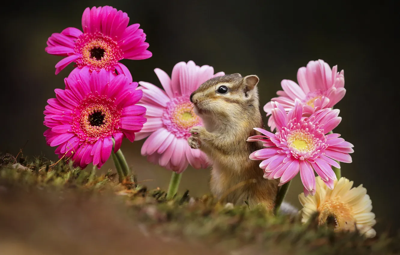Wallpaper flowers, Chipmunk, gerbera, stand for mobile and desktop ...