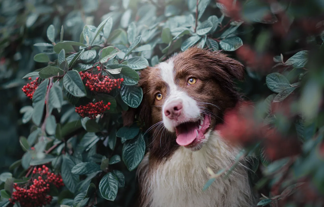 Wallpaper language, face, berries, dog, the bushes, Rowan, Aussie ...