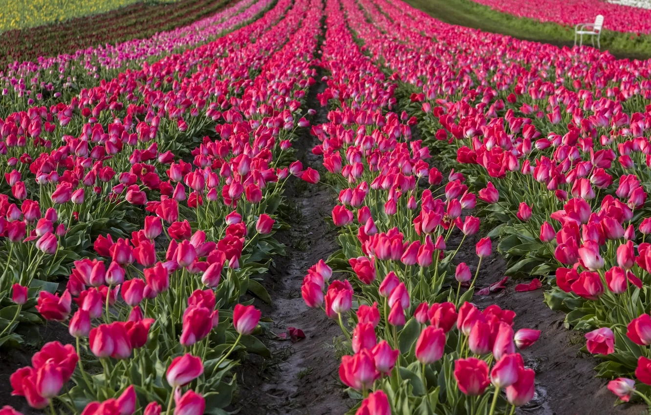 Wallpaper flowers, perspective, spring, tulips, pink, buds, a lot, the ...