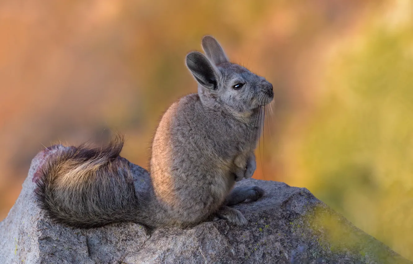 Wallpaper stones, background, animal, Mountain viscacha, viscacha ...