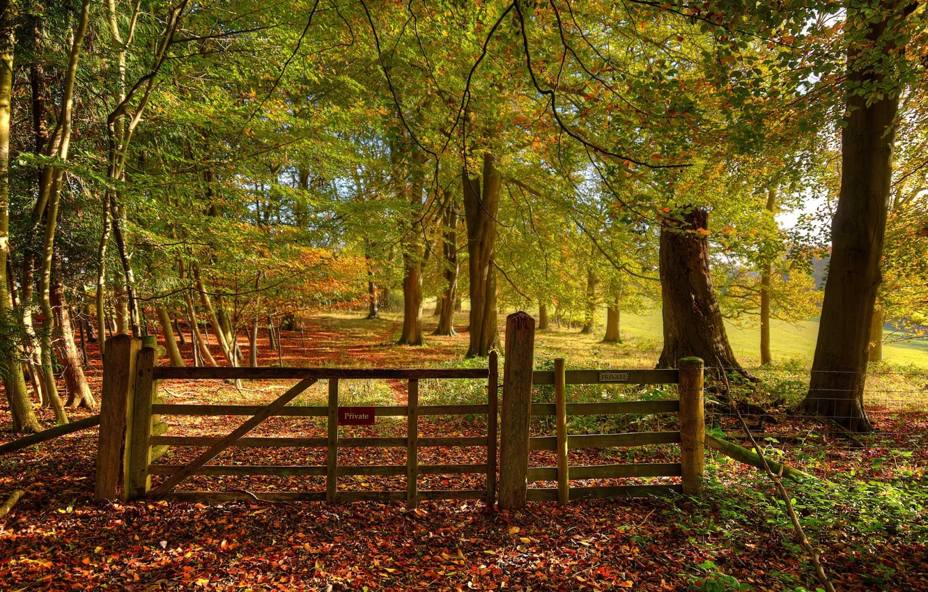 Wallpaper The fence, Trees, Forest for mobile and desktop, section ...