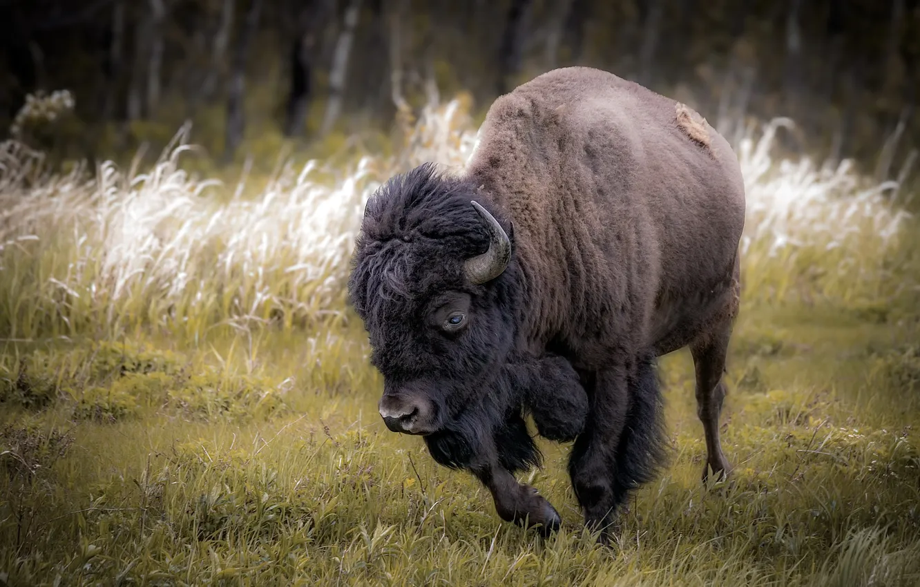 Wallpaper nature, Bison, Elk Island National Park for mobile and ...