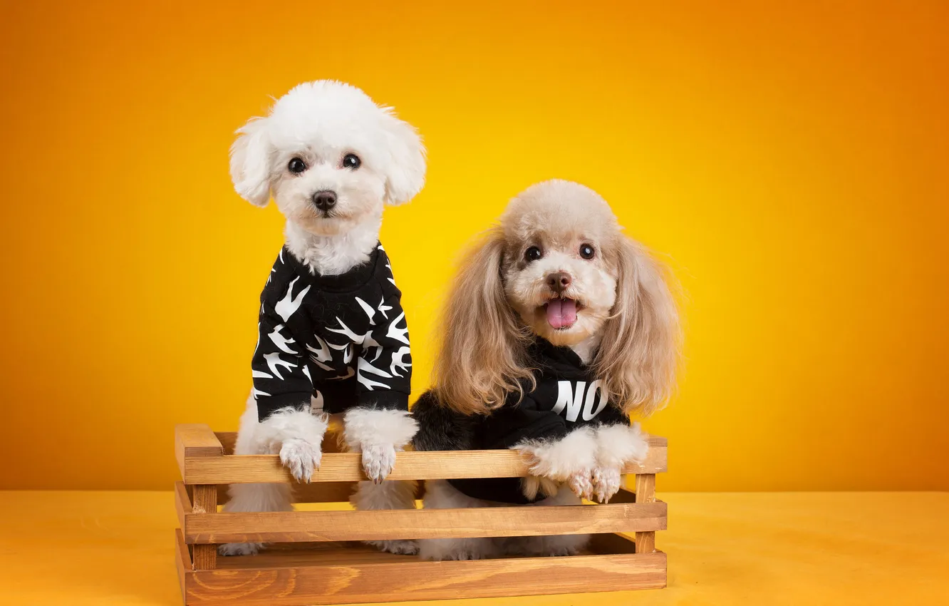 Wallpaper look, pose, dog, face, a couple, two dogs for mobile and ...