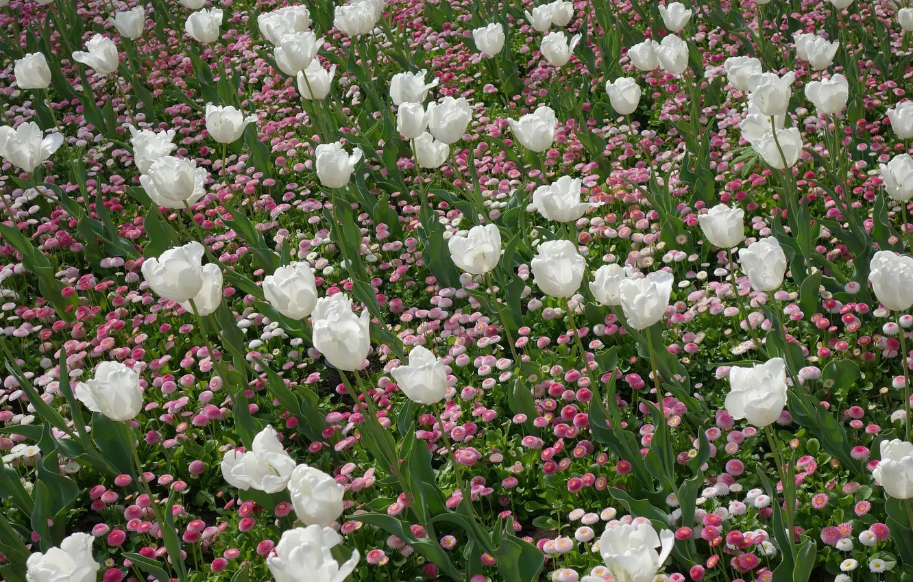 Wallpaper flowers, tulips, Daisy for mobile and desktop, section цветы ...