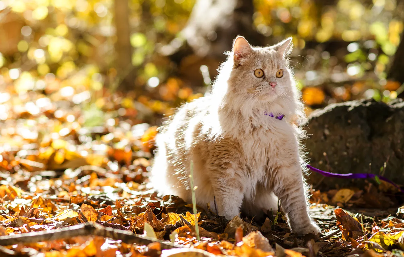 Wallpaper cat, cat, look, pose, kitty, face for mobile and desktop ...