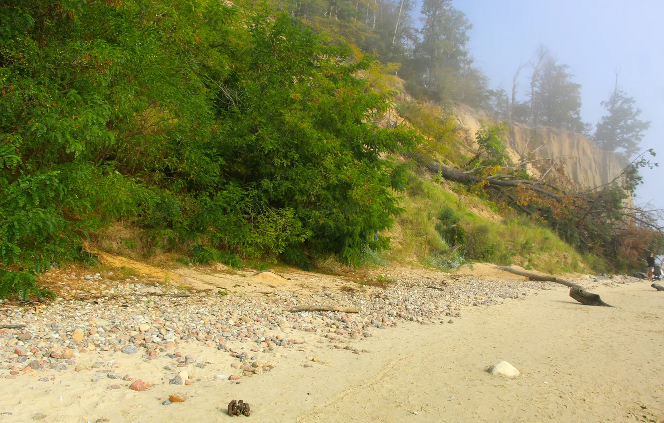 Wallpaper forest, beach, trees, sand for mobile and desktop, section пейзажи, resolution ...