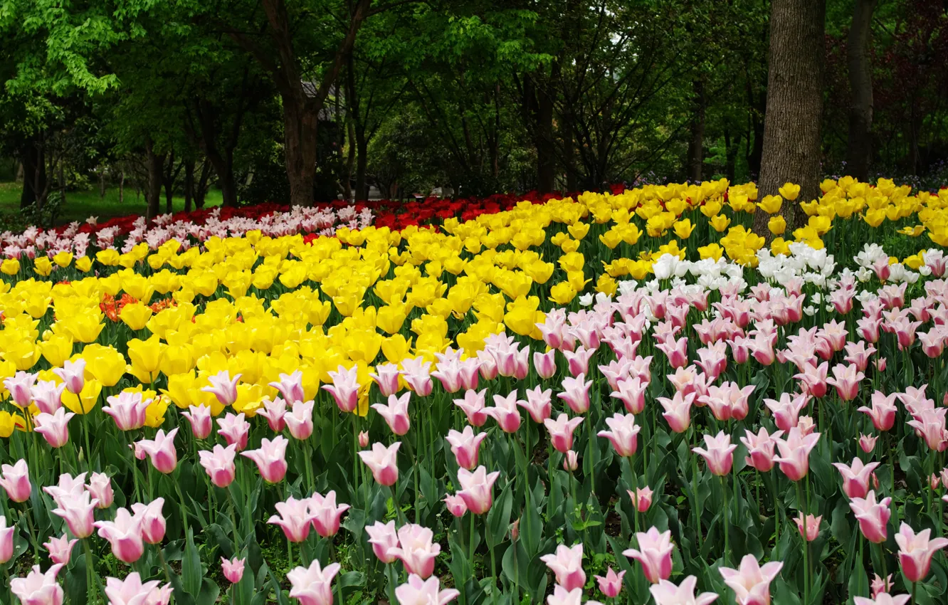 Wallpaper trees, flowers, yellow, red, Park, spring, garden, tulips for ...