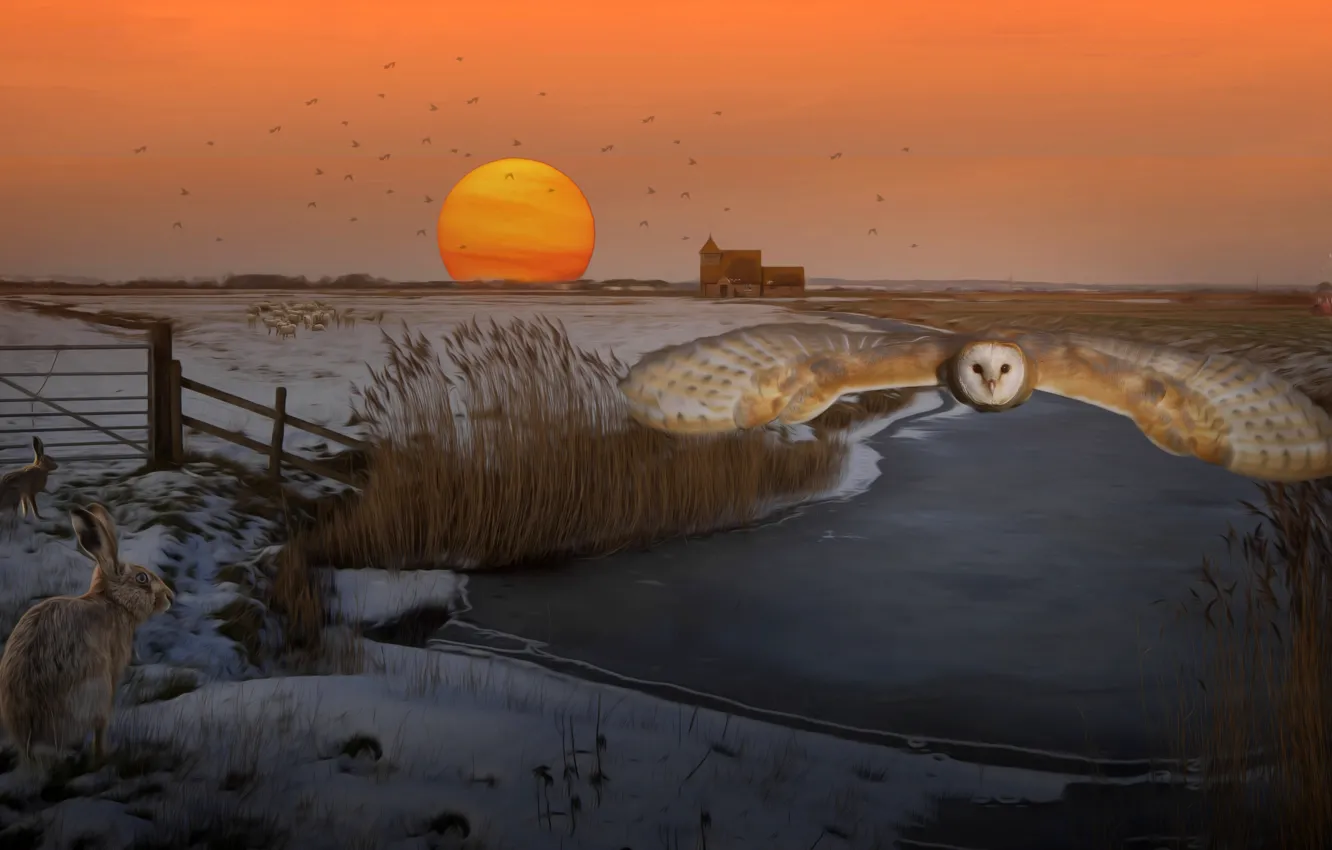 Wallpaper winter, field, the sun, flight, sunset, rendering, dawn, owl ...