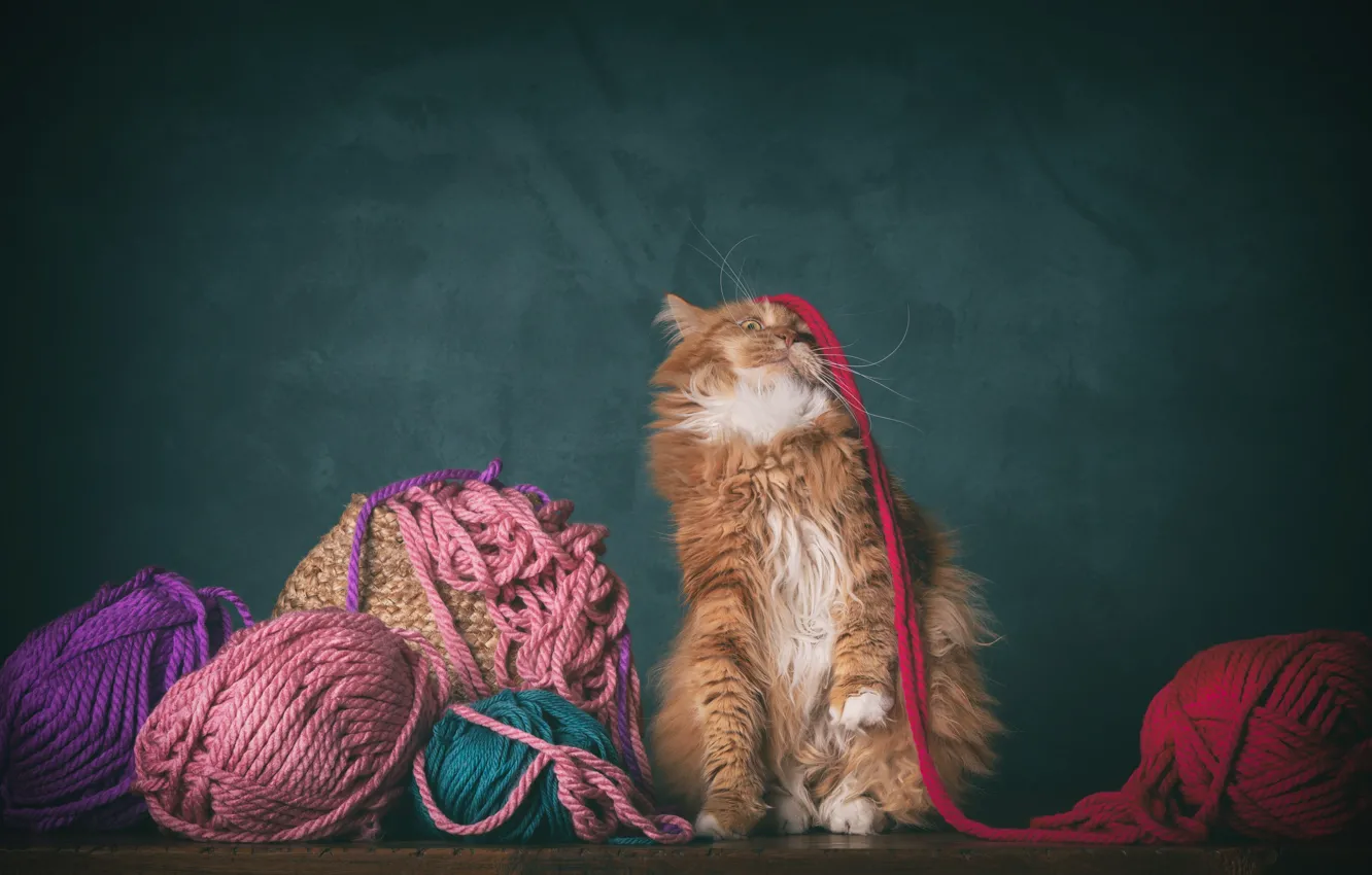 Wallpaper cat, cat, thread, yarn for mobile and desktop, section кошки ...