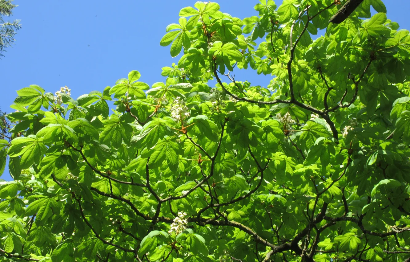 Wallpaper leaves, branches, chestnuts, spring 2018, Mamala © for mobile ...