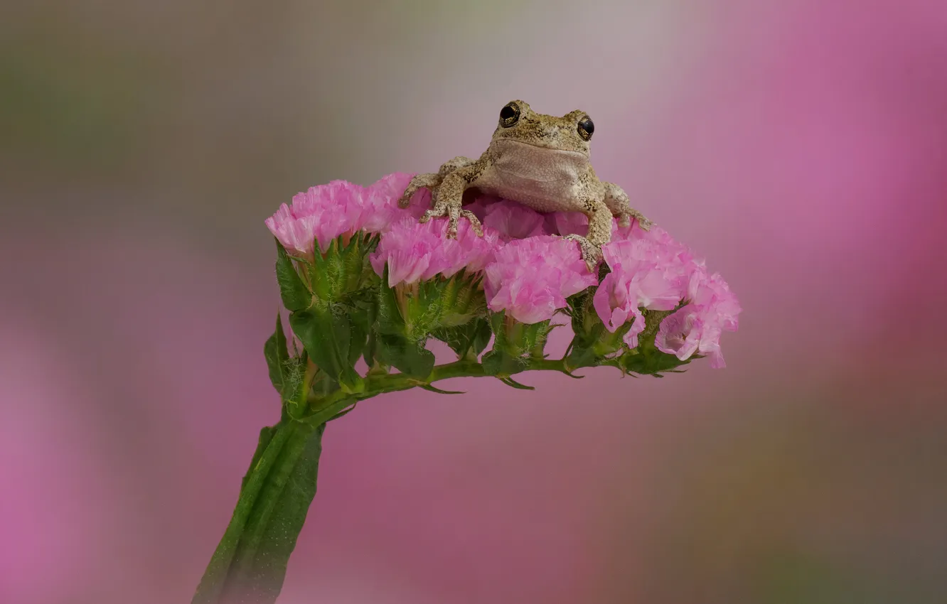Wallpaper flowers, frog, pink background for mobile and desktop ...