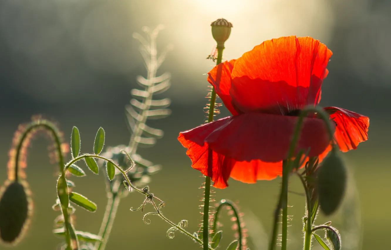 Wallpaper flower, macro, light, red, background, Mac, Maki, buds for ...