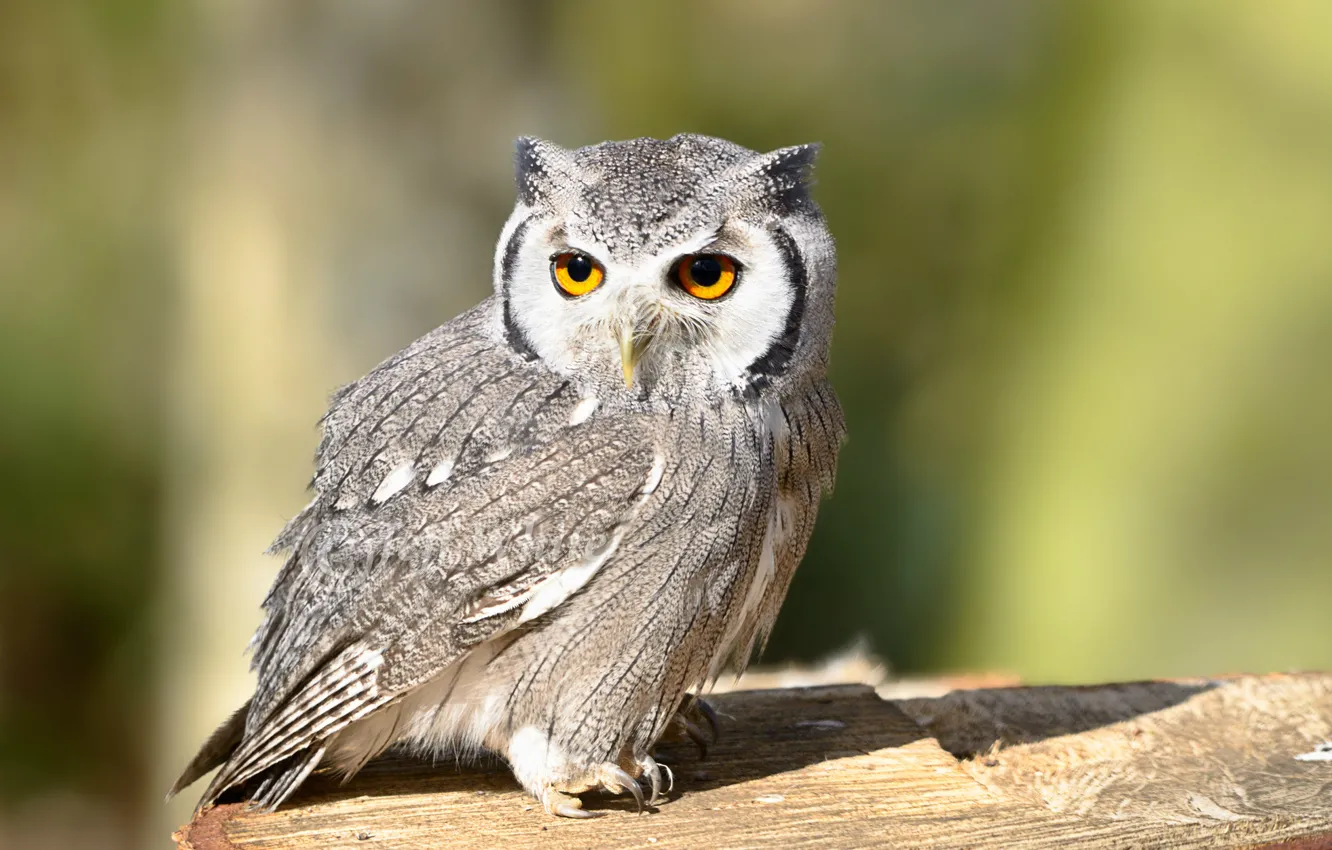 Wallpaper look, bird, Owl, bird, look, owl images for desktop, section ...