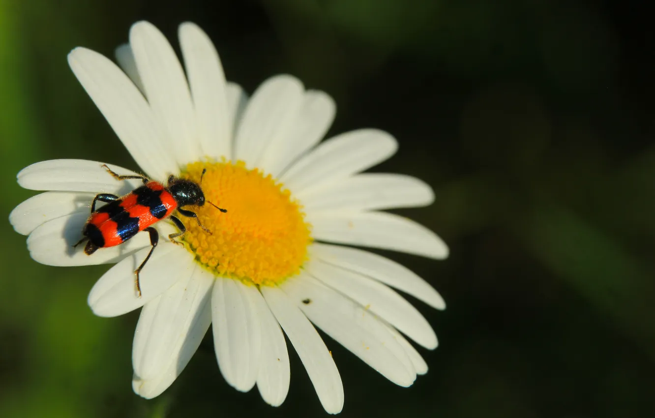 Wallpaper flower, insect, blooming for mobile and desktop, section ...