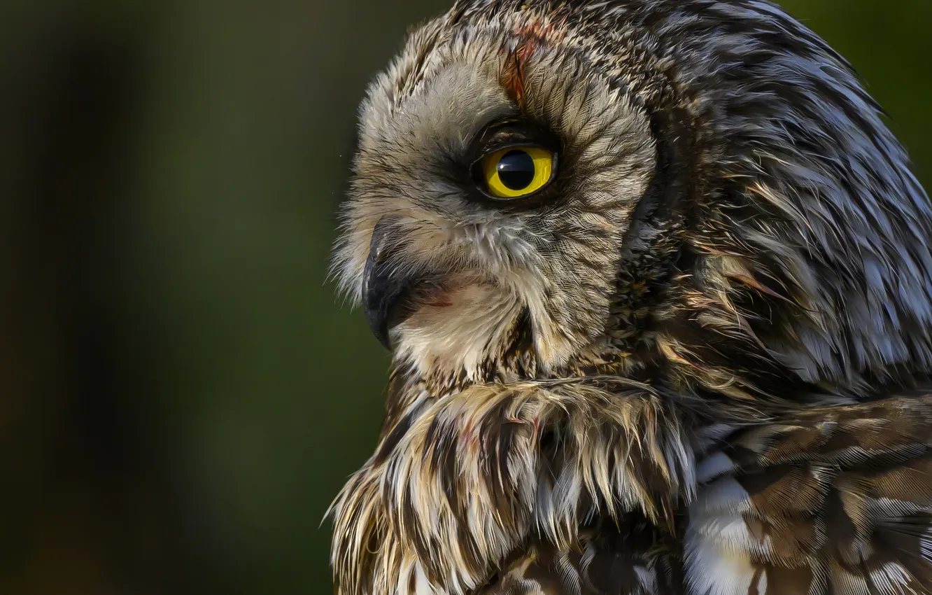 Wallpaper eyes, predator, owl for mobile and desktop, section животные ...