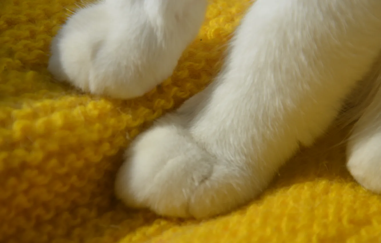 Wallpaper white, cat, paws for mobile and desktop, section кошки ...