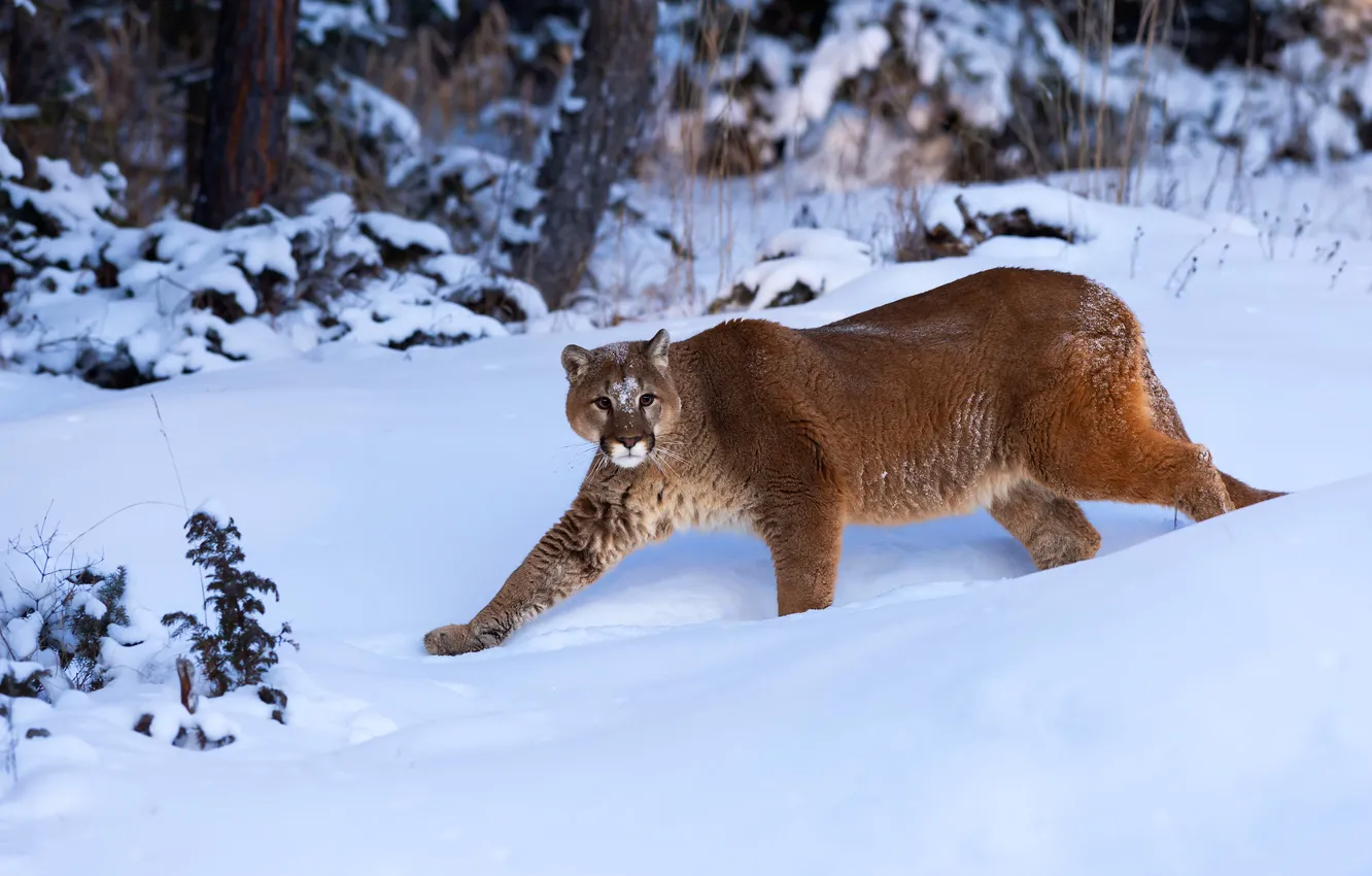 Wallpaper winter, look, snow, nature, face, Puma, Cougar for mobile and ...