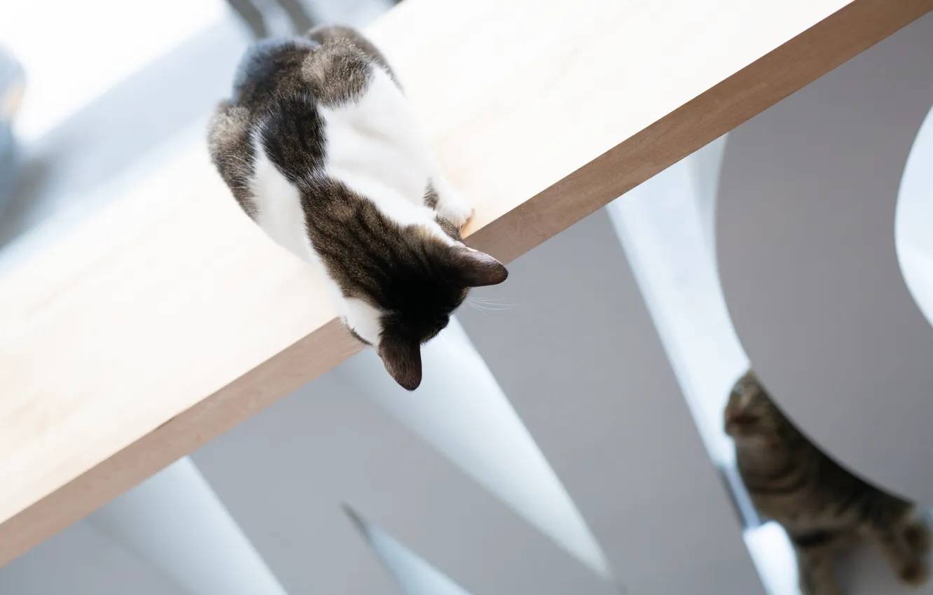 Wallpaper cats, table, play images for desktop, section кошки - download