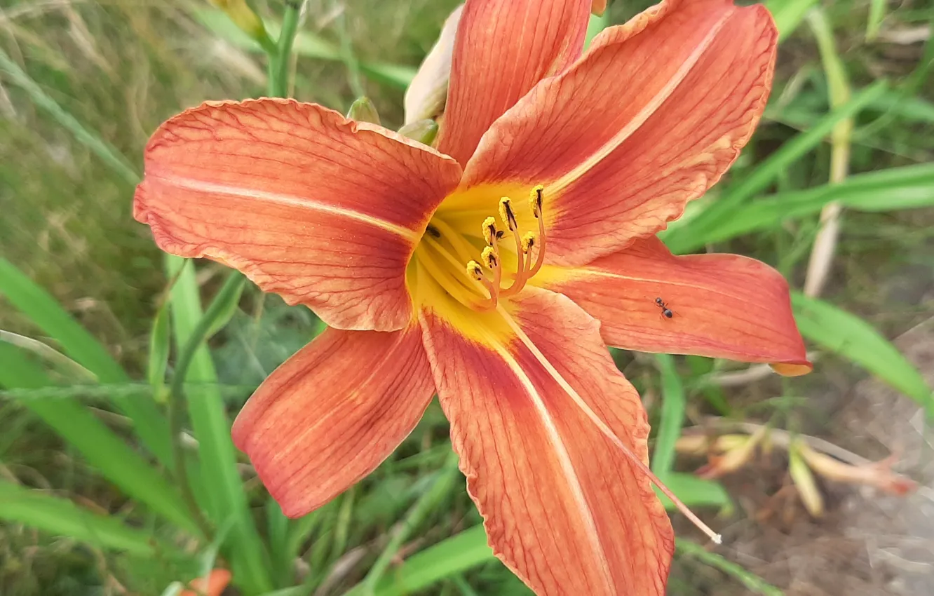 Wallpaper Lilia, flowers, plants images for desktop, section природа ...