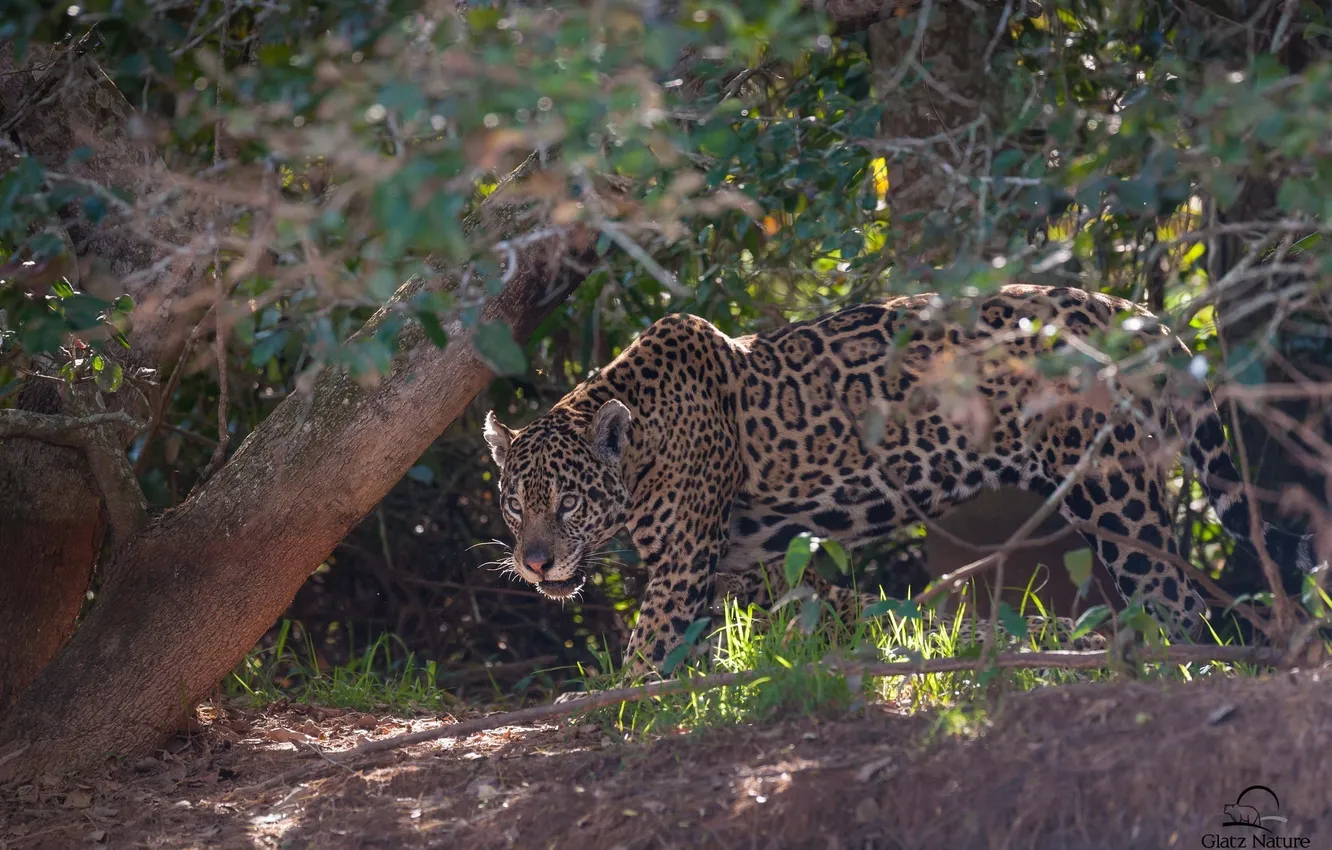 Wallpaper predator, spot, Jaguar, wild cat for mobile and desktop ...