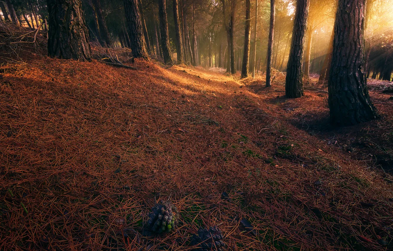 Wallpaper bumps, forest, nature for mobile and desktop, section природа ...