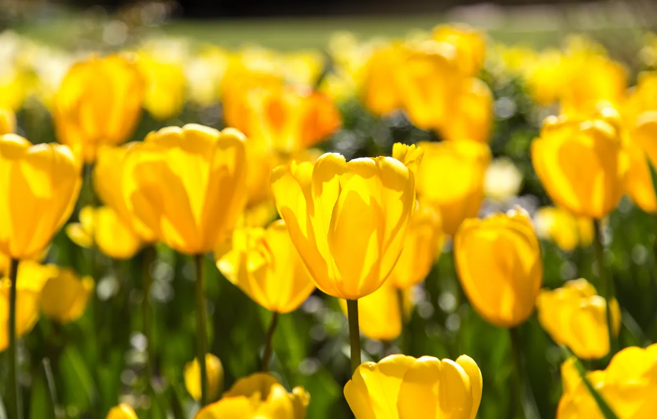 Wallpaper light, flowers, yellow, spring, tulips, flowerbed, bokeh for ...