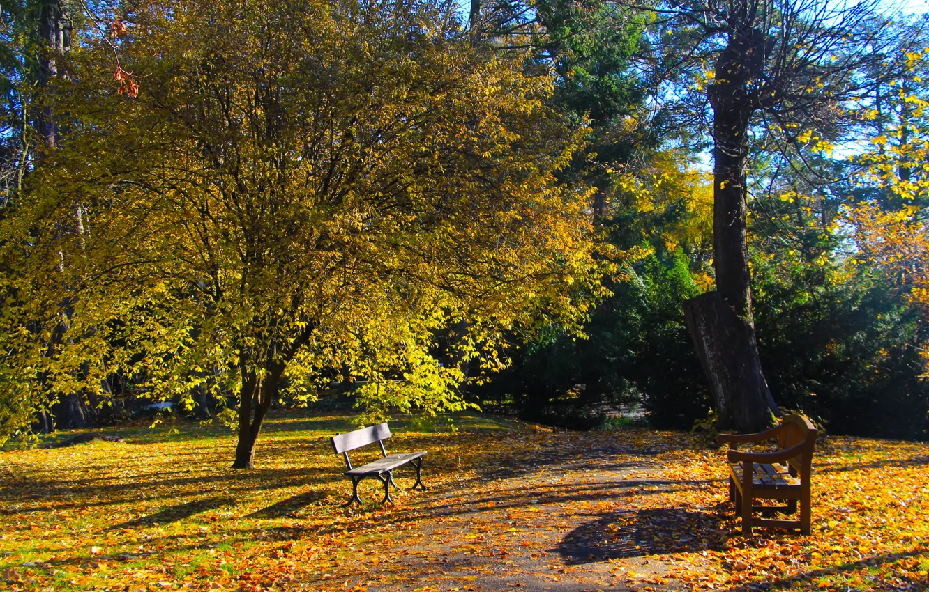 Wallpaper park, autumn, tree, fall, Lane for mobile and desktop ...