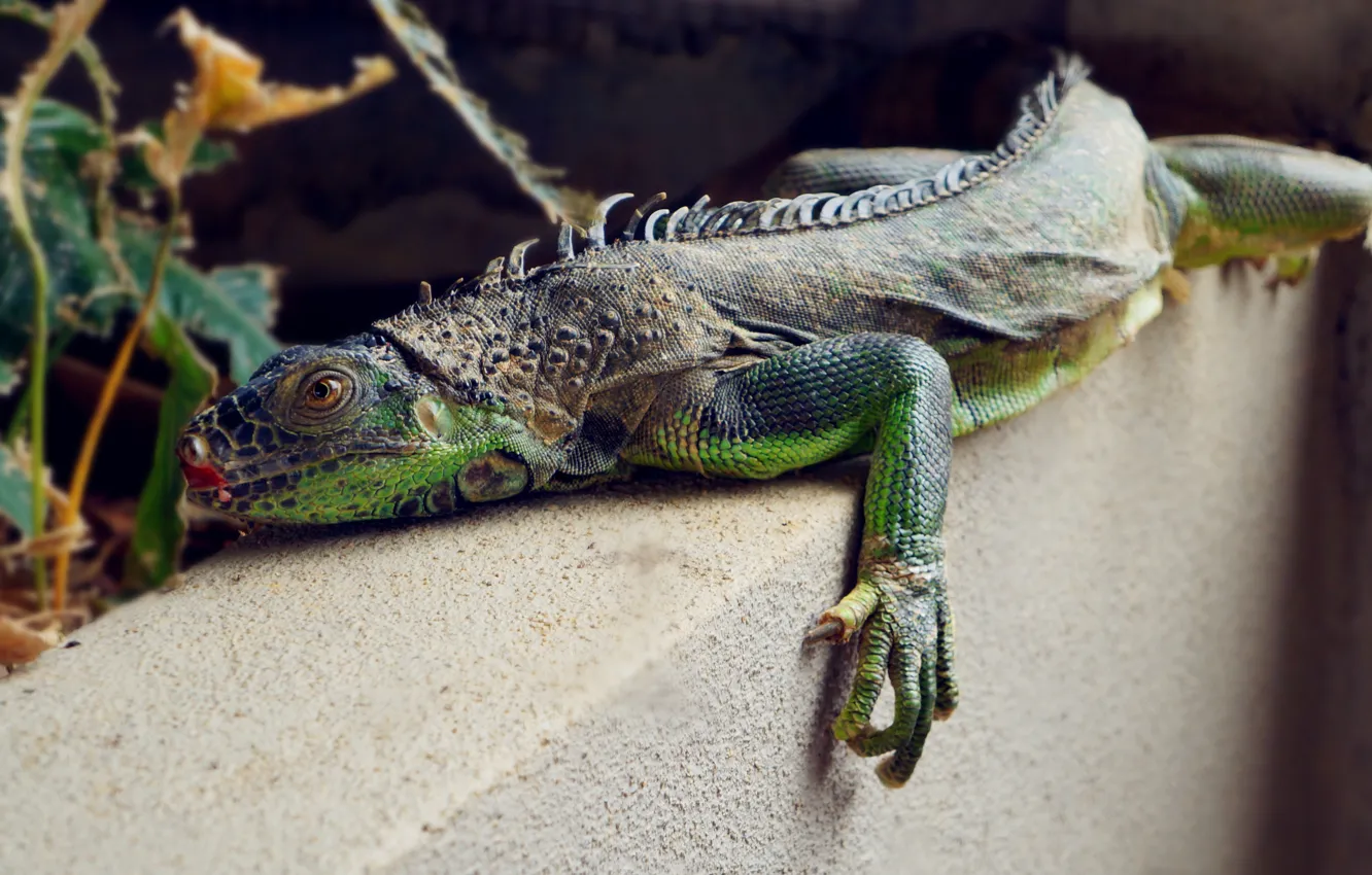 Wallpaper wallpaper, animal, lizard, magnificent, high, Splendid ...