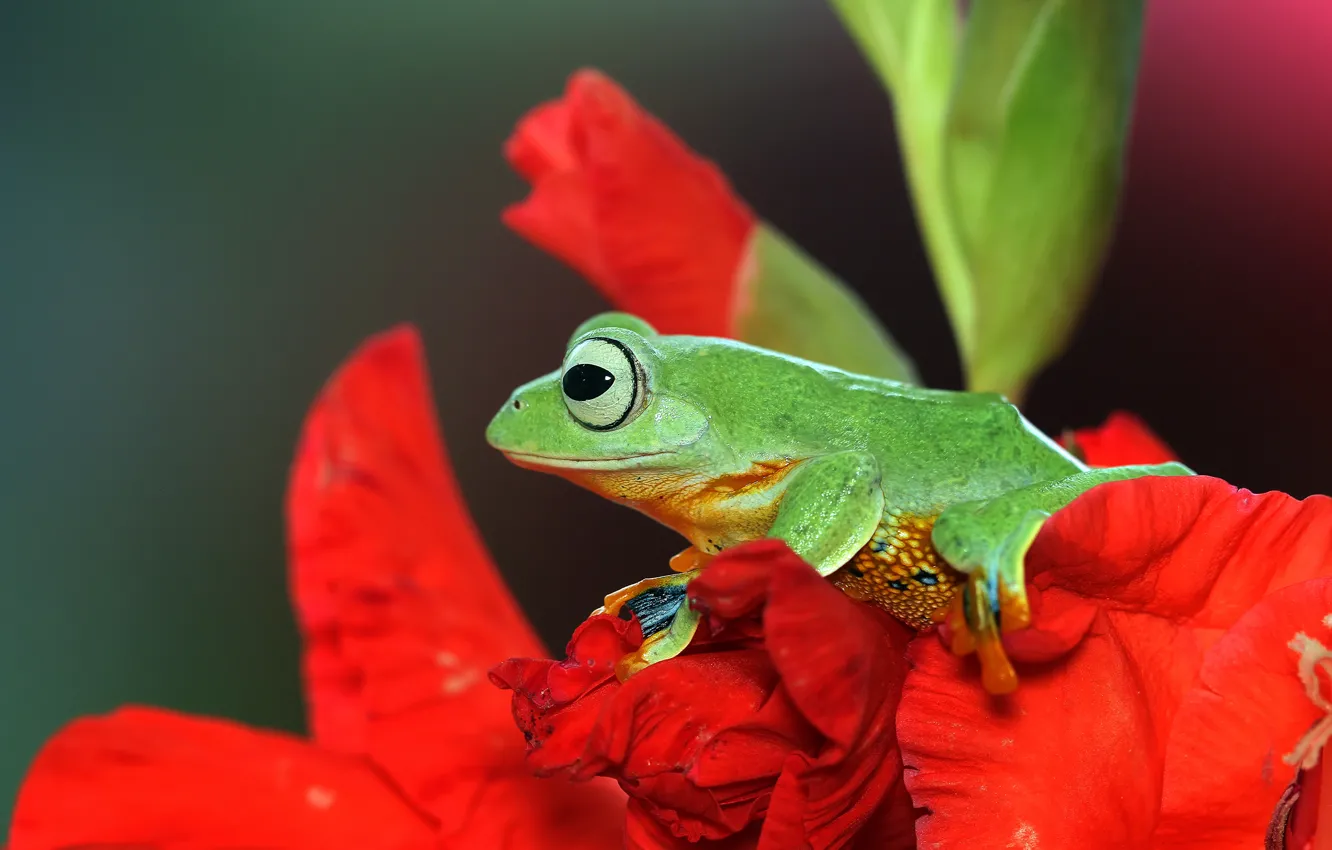 Wallpaper flowers, red, green, frog for mobile and desktop, section ...