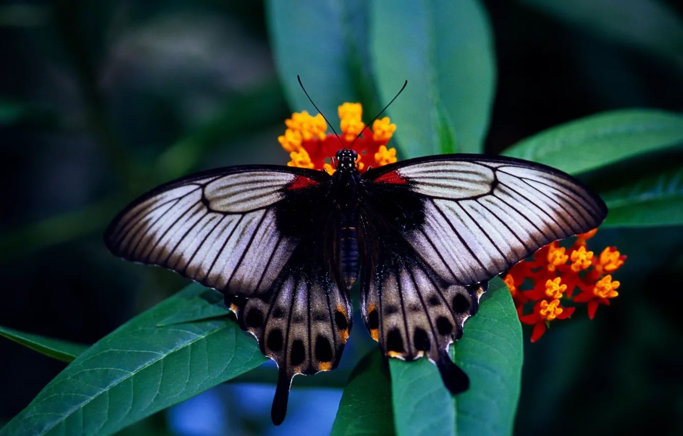 Wallpaper butterfly, wings, insect for mobile and desktop, section ...
