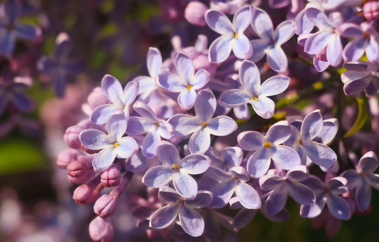 Wallpaper flower, spring, lilac for mobile and desktop, section природа ...