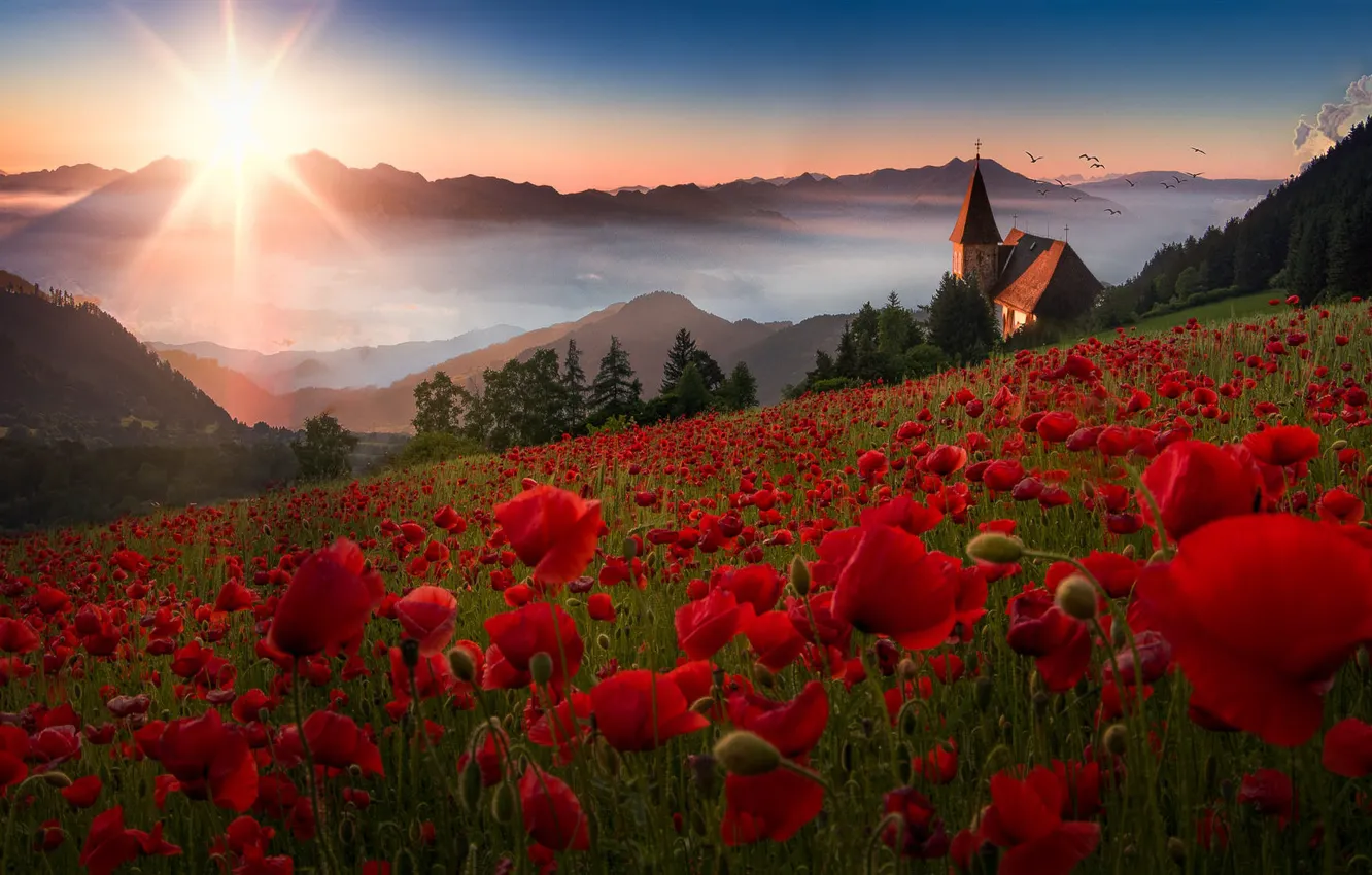 Wallpaper field, forest, flowers, mountains, bird, Maki, slope, Church ...