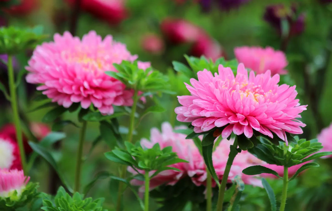 Wallpaper summer, flowers, nature, beauty, August, Astra, flowering ...
