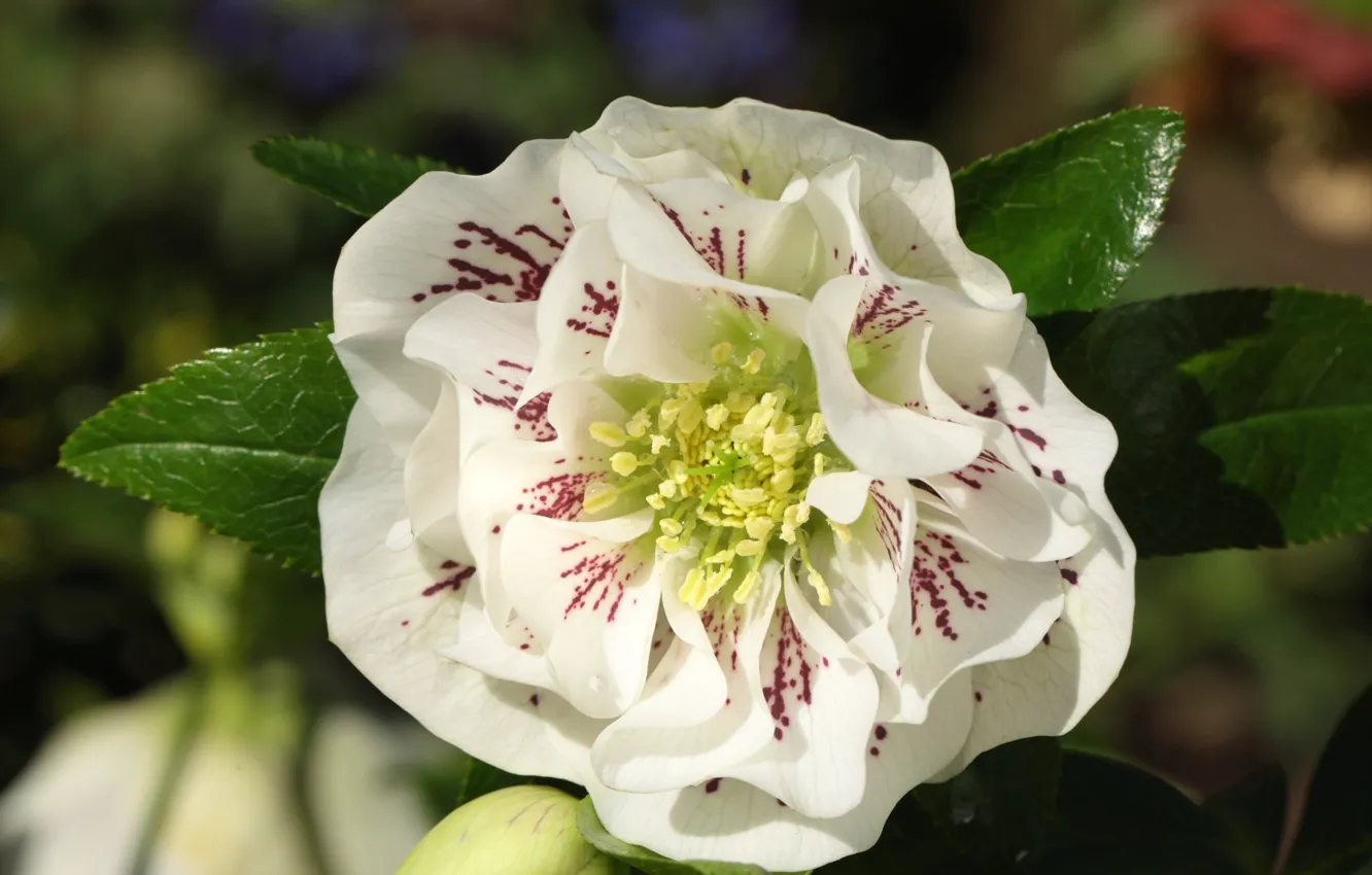 Wallpaper flowers, hellebore, Helleborus for mobile and desktop ...