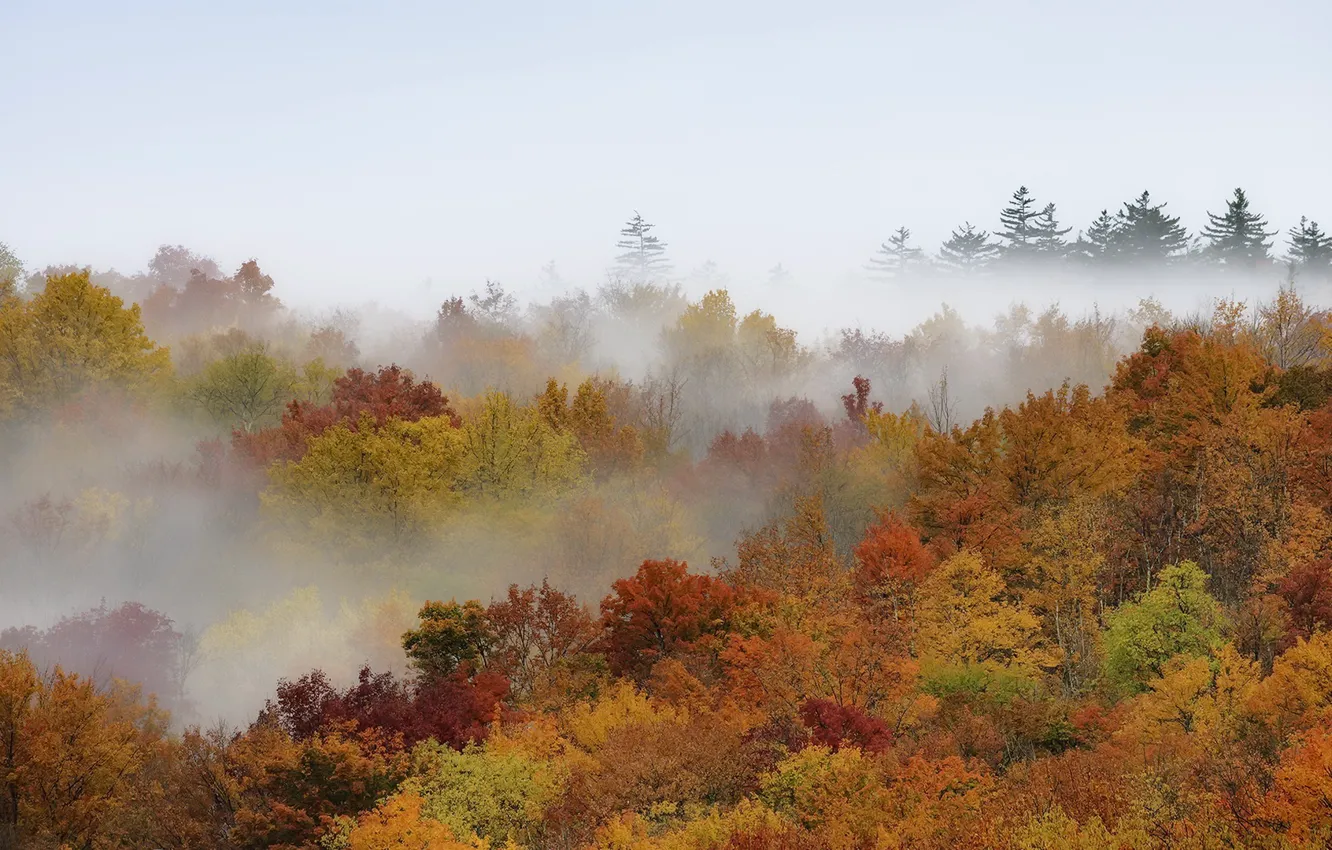 Wallpaper autumn, trees, fog for mobile and desktop, section природа ...