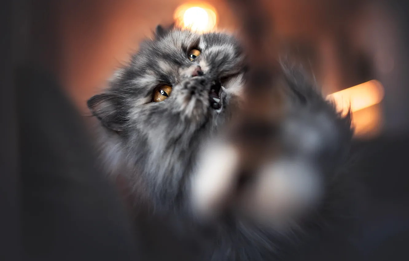 Wallpaper cat, cat, look, light, glare, movement, blur, mouth for ...