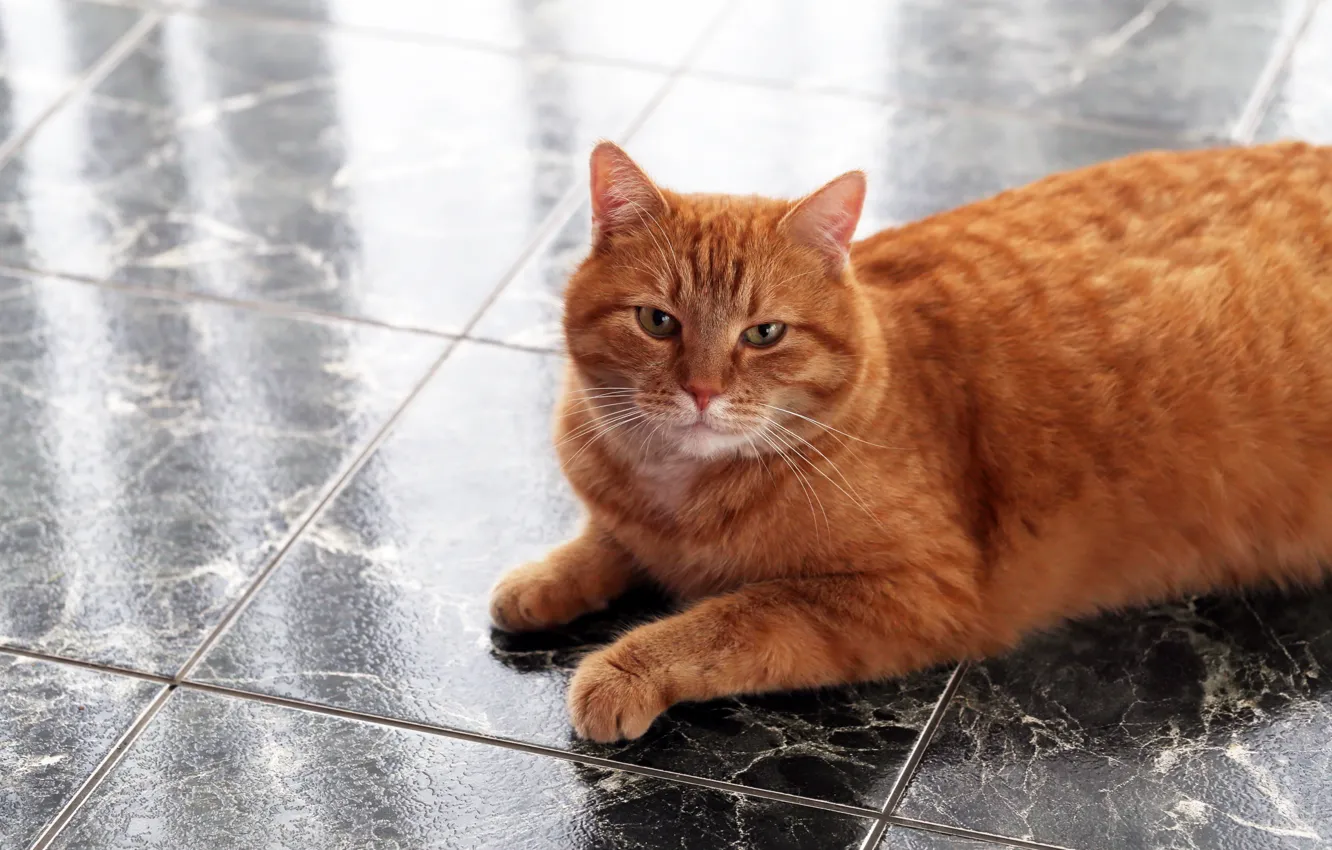 Wallpaper cat, cat, look, pose, tile, floor, lies, red for mobile and ...