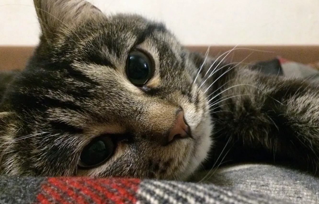 Wallpaper cat, Kuzma, smart cat, good cat, kind cat, beautiful cat for ...