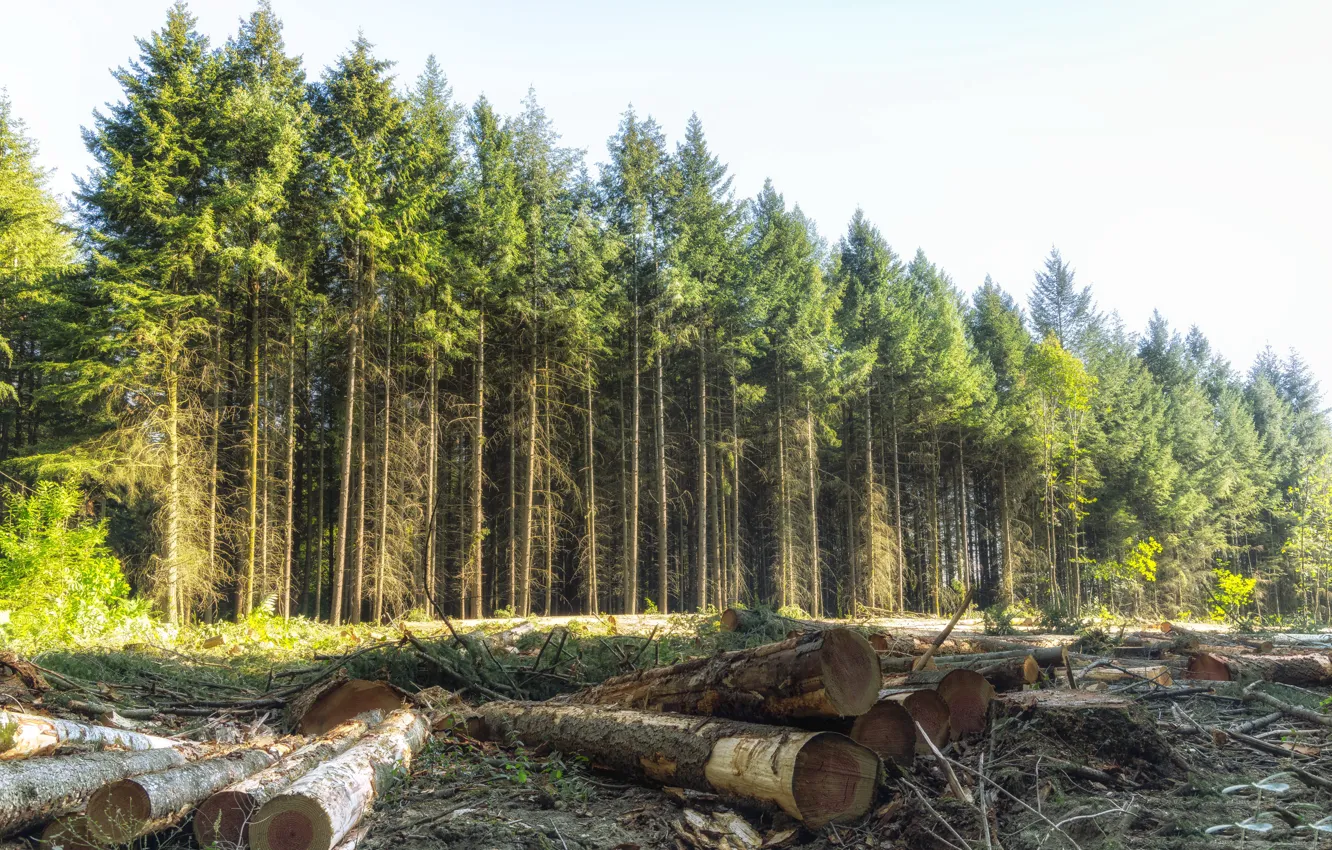 Wallpaper forest, nature, log for mobile and desktop, section природа ...