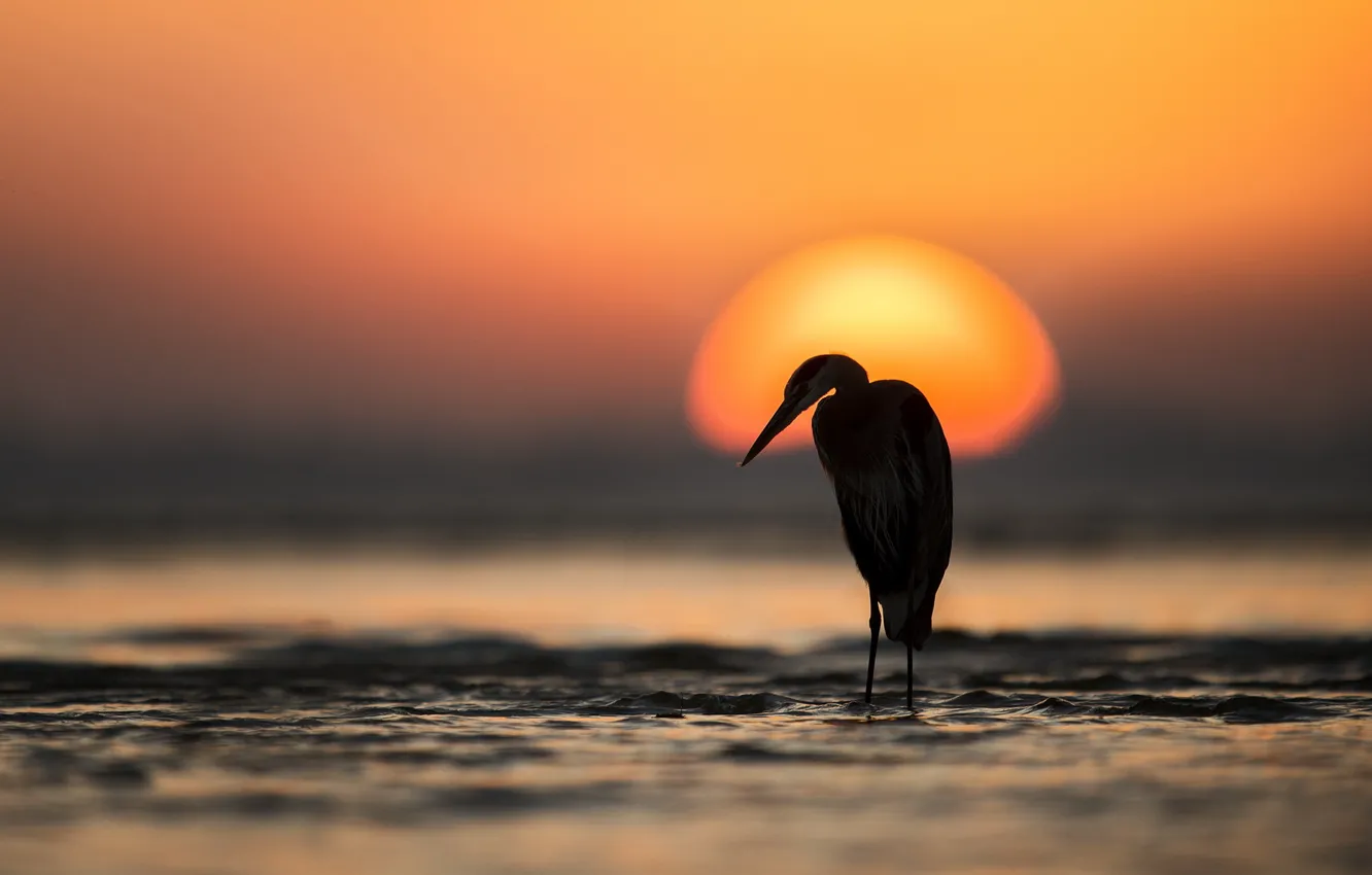Wallpaper sunset, nature, bird for mobile and desktop, section природа, resolution 1920x1200 ...