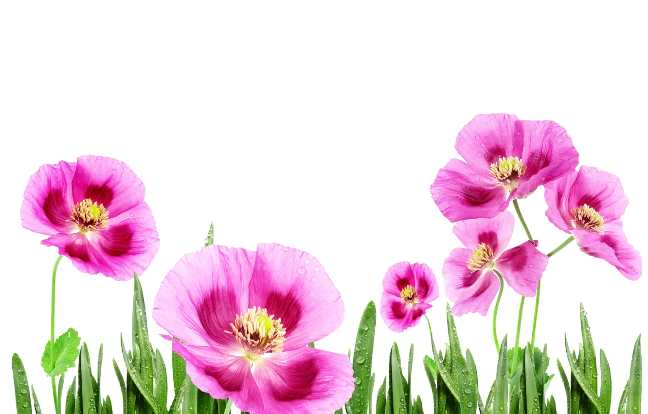 Wallpaper pink, beatuful, fiowers for mobile and desktop, section цветы ...