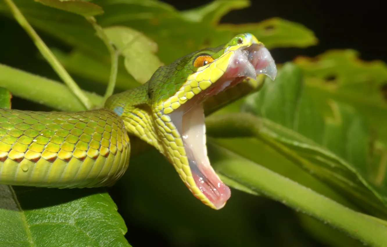 Wallpaper snake, Viper, Balogova keffiyeh images for desktop, section ...