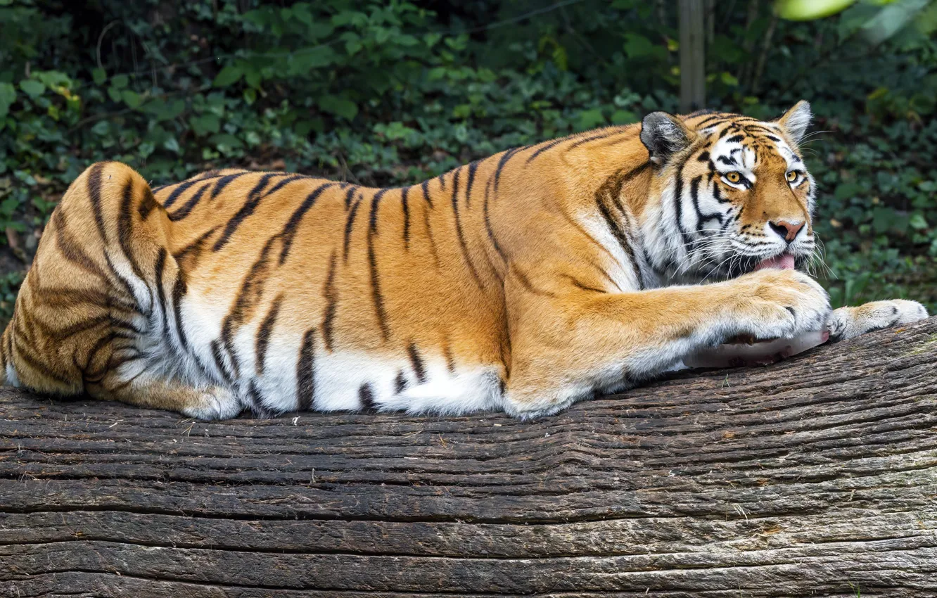 Wallpaper tiger, lies, log for mobile and desktop, section кошки ...