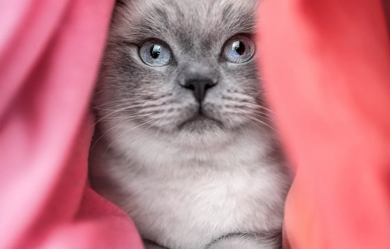 Wallpaper cat, cat, look, pose, face for mobile and desktop, section ...