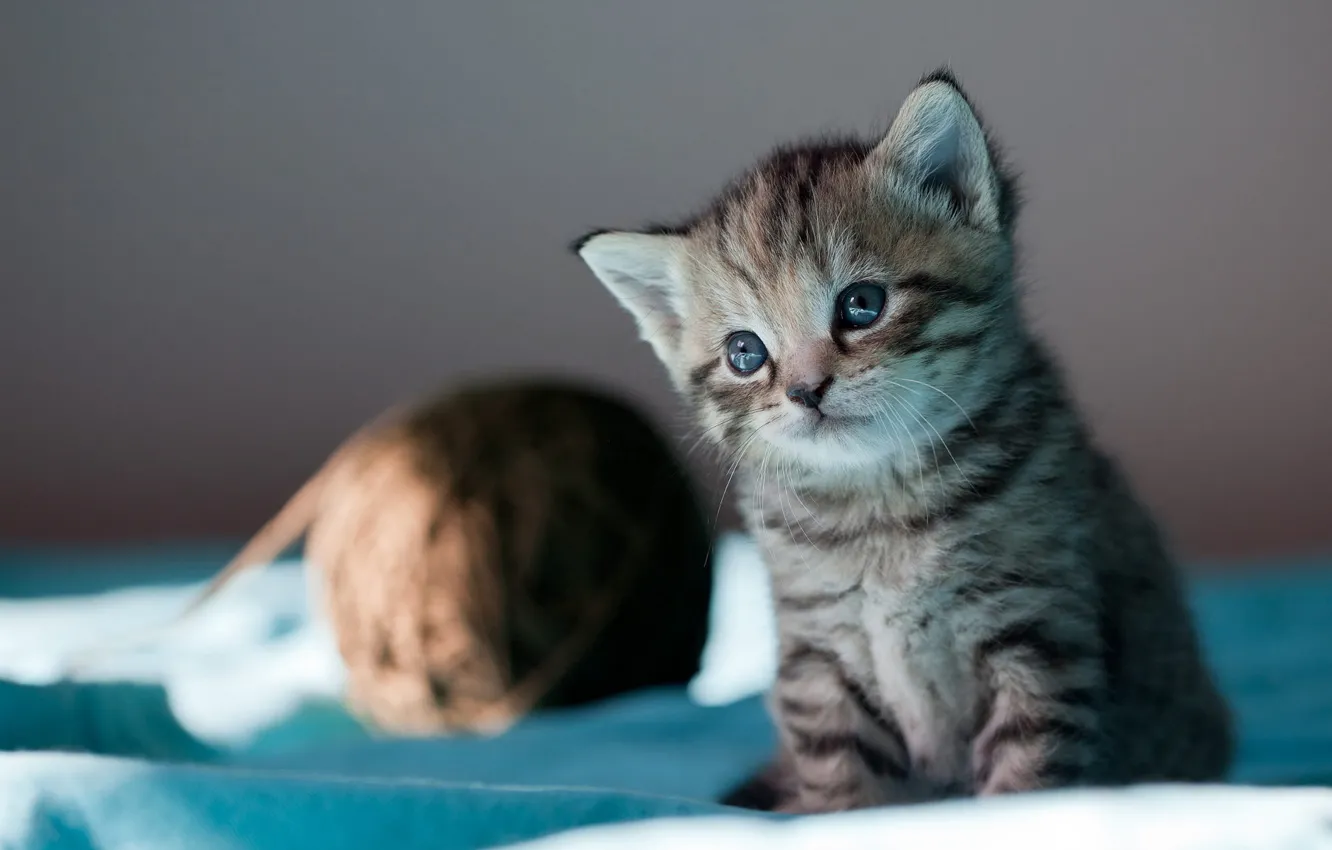 Wallpaper cat, tangle, kitty, grey, background, wool, small, baby for ...