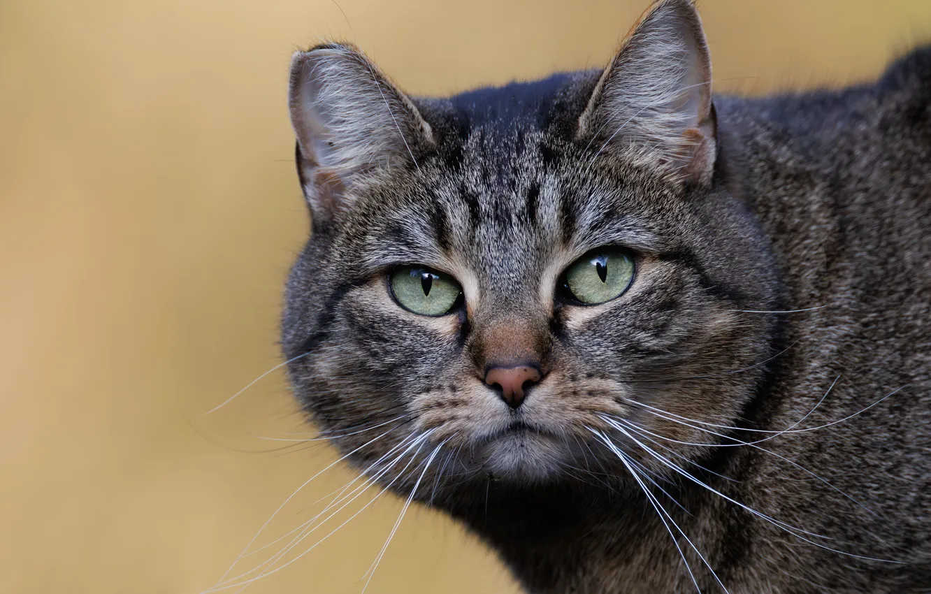 Wallpaper cat, cat, look, pose, face for mobile and desktop, section ...